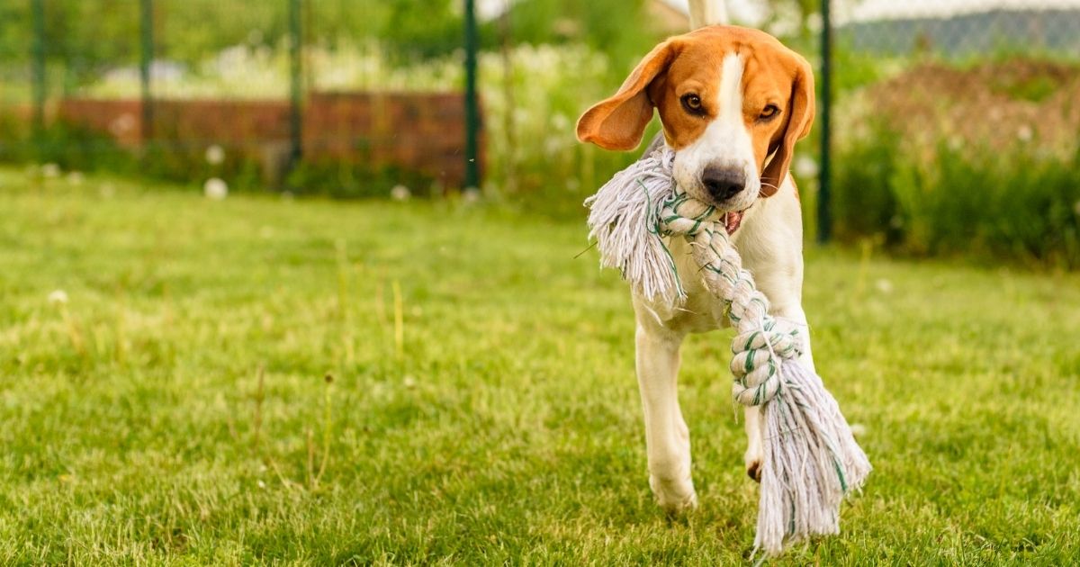 How to Mentally Stimulate Your Dog: 7 Daily Brain Boosters
