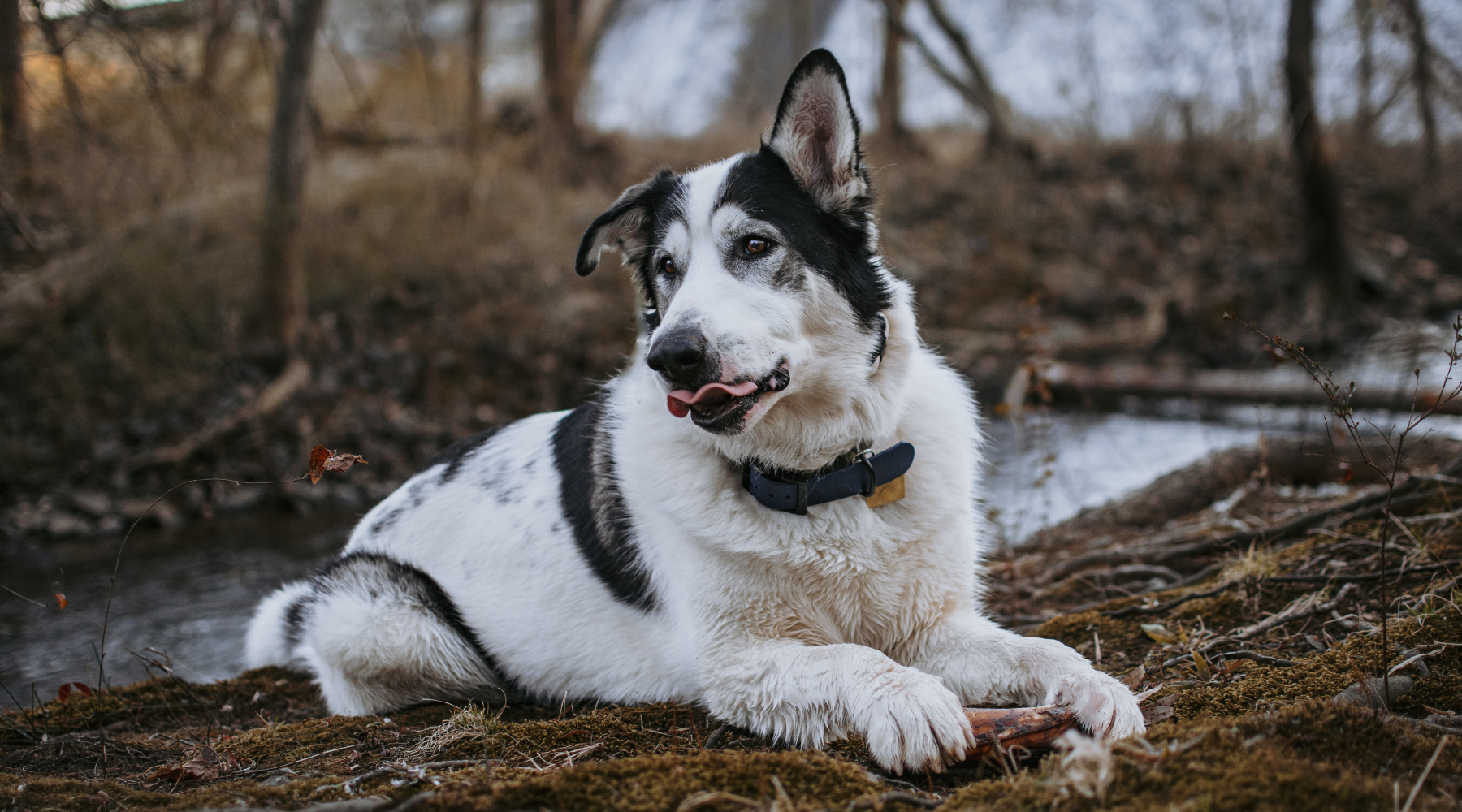 Are Marrow Bones Good for Dogs? - Natural Farm