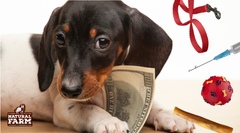 How to Budget for a Dog