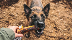 A Guide to the Safest Bones for Dogs to Chew — Natural Farm