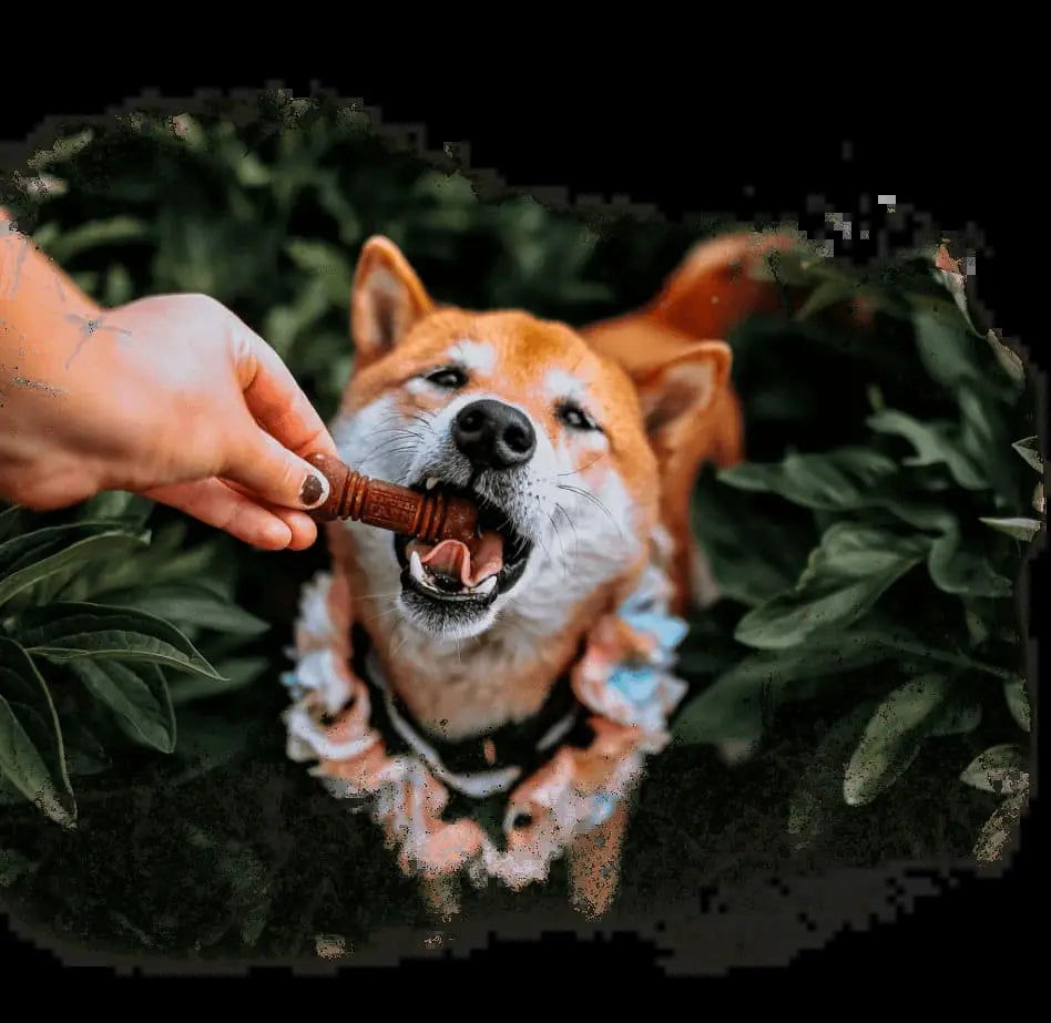 Quick Dental Chews for Dogs | Natural & Fast-Acting